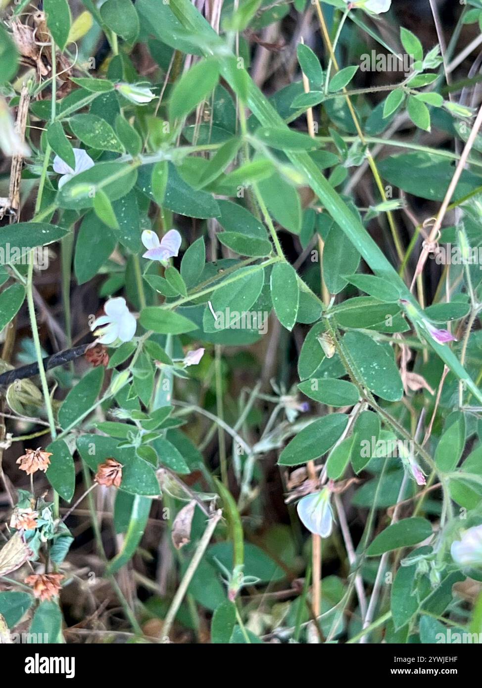Spanish clover (Acmispon americanus Stock Photo - Alamy