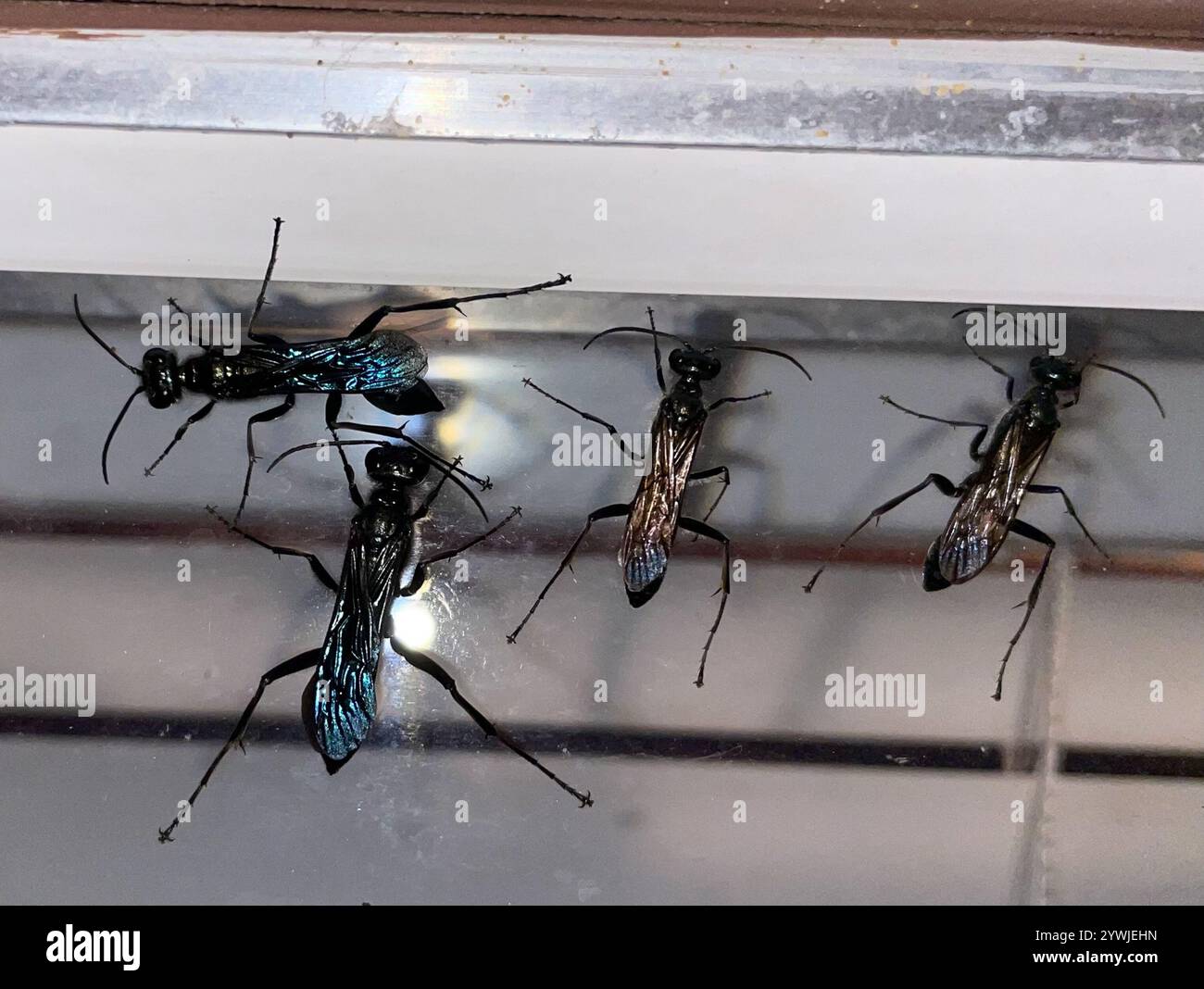 Blue Mud-dauber Wasps (Chalybion Stock Photo - Alamy