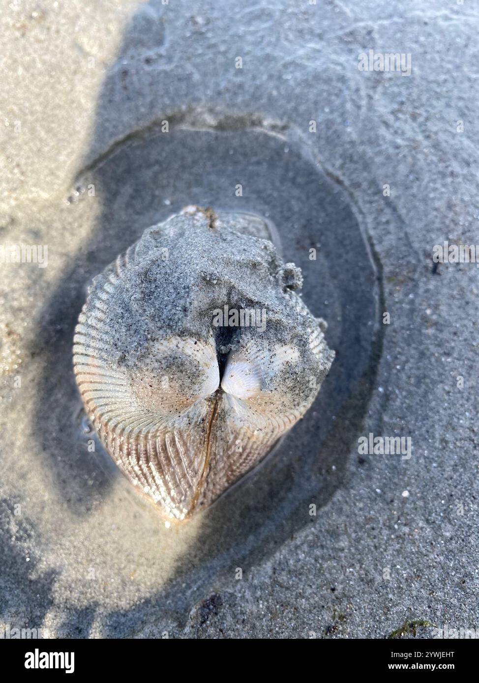 Clinocardium nuttallii hi-res stock photography and images - Alamy