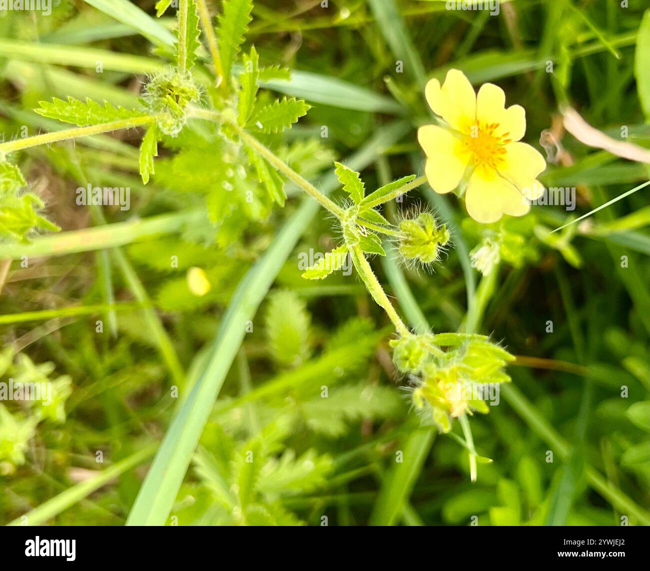 sulphur cinquefoil (Potentilla recta Stock Photo - Alamy