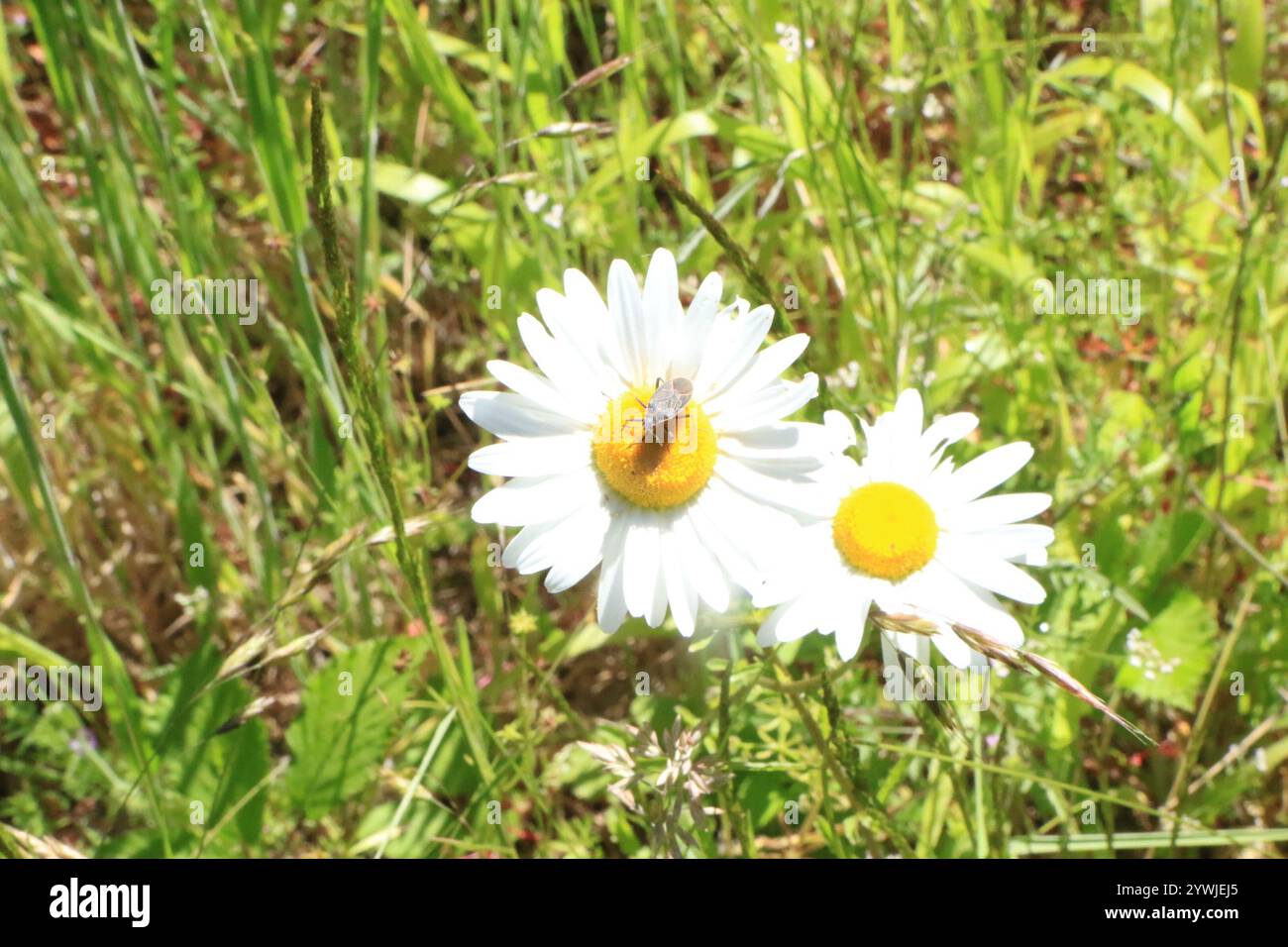 Western Boxelder Bug (Boisea rubrolineata Stock Photo - Alamy