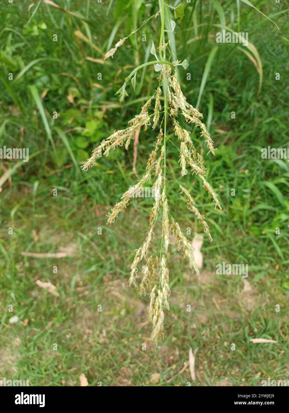 Johnson grass (Sorghum halepense Stock Photo - Alamy