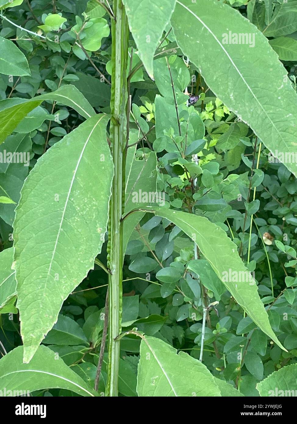 Wingstem (Verbesina alternifolia Stock Photo - Alamy