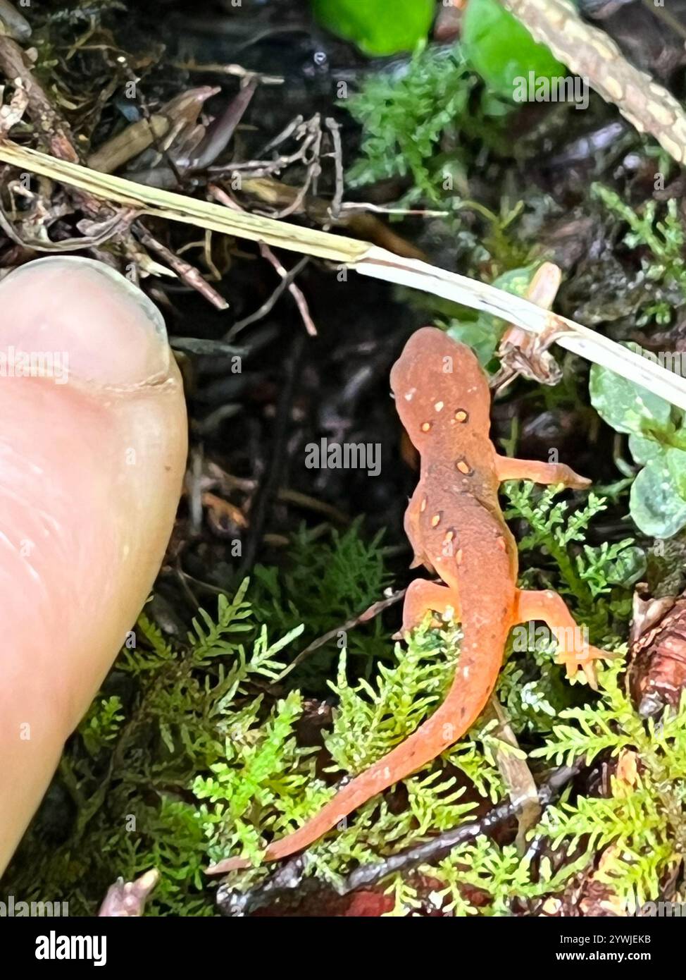 Eastern Newt (Notophthalmus viridescens Stock Photo - Alamy