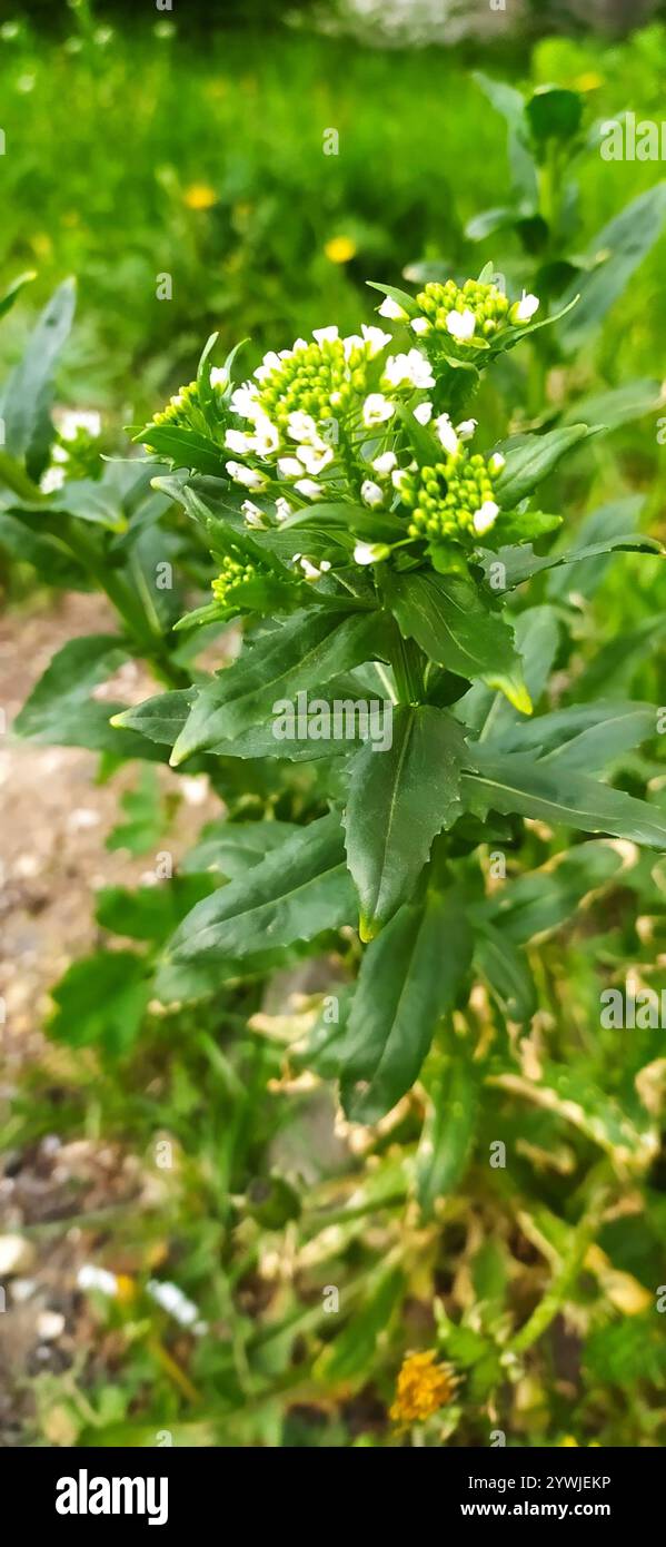 field penny-cress (Thlaspi arvense Stock Photo - Alamy