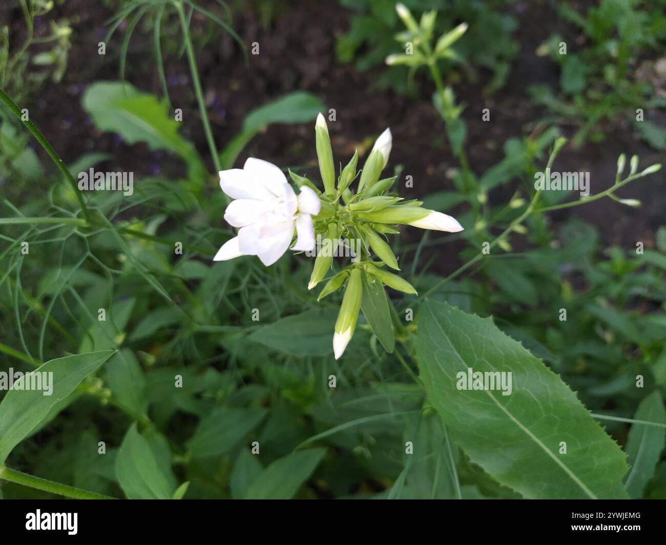 common soapwort (Saponaria officinalis Stock Photo - Alamy