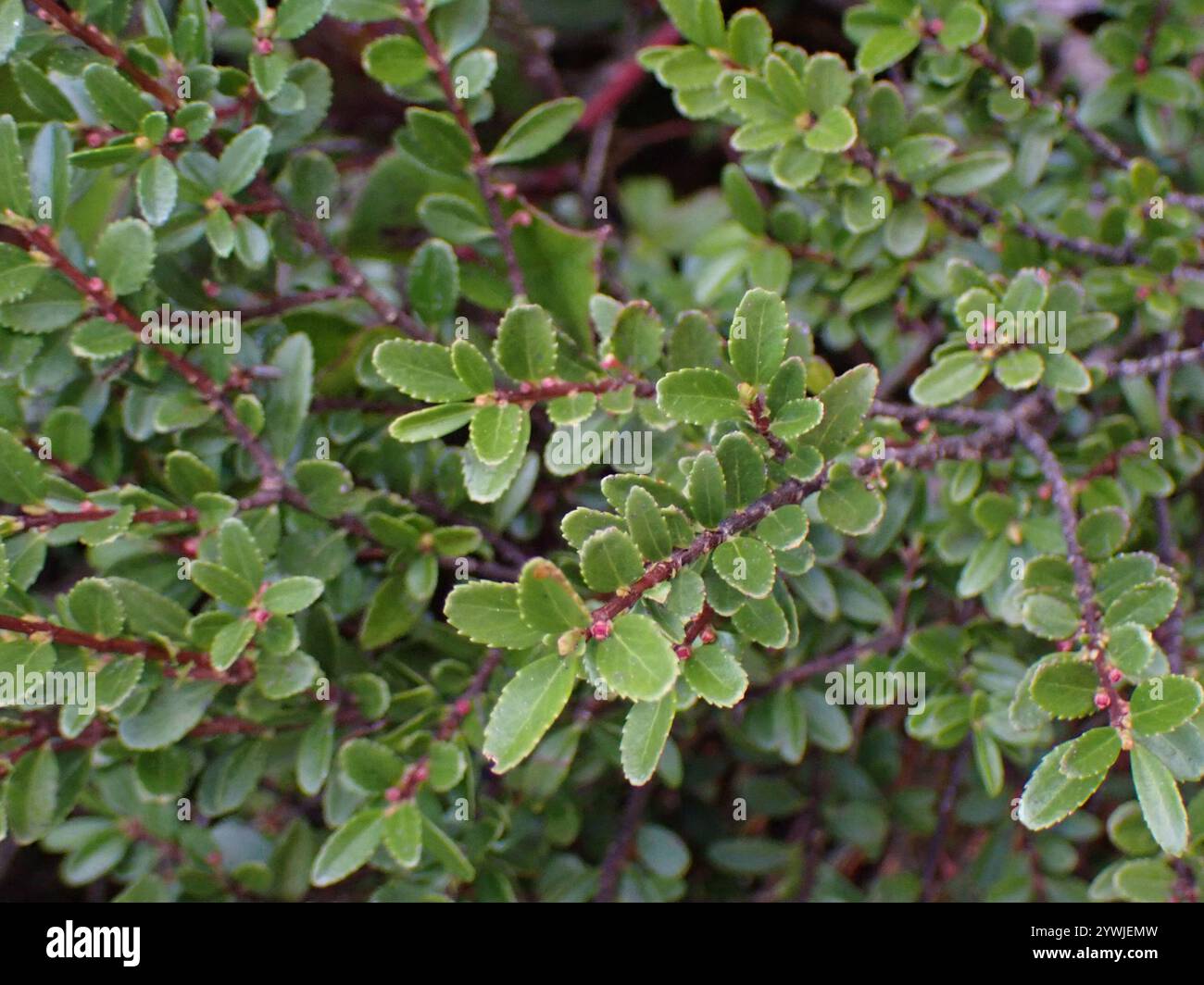 Oregon Boxwood (Paxistima myrsinites Stock Photo - Alamy