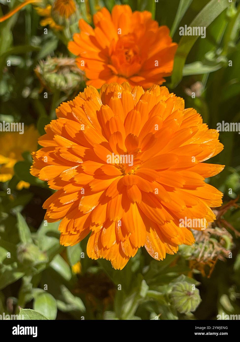 Orange blossom detail hi-res stock photography and images - Alamy