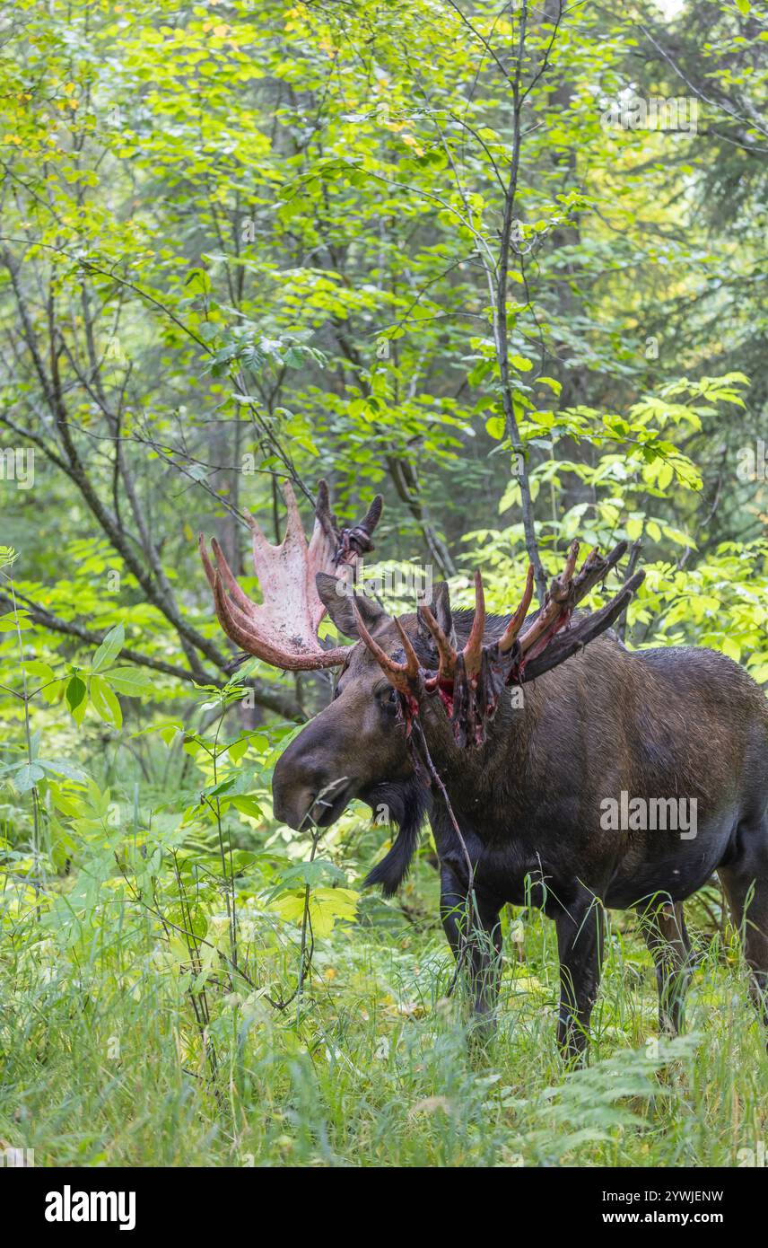 Alaska Yukon Bull Moose in Early Autumn in Alaska Stock Photo - Alamy