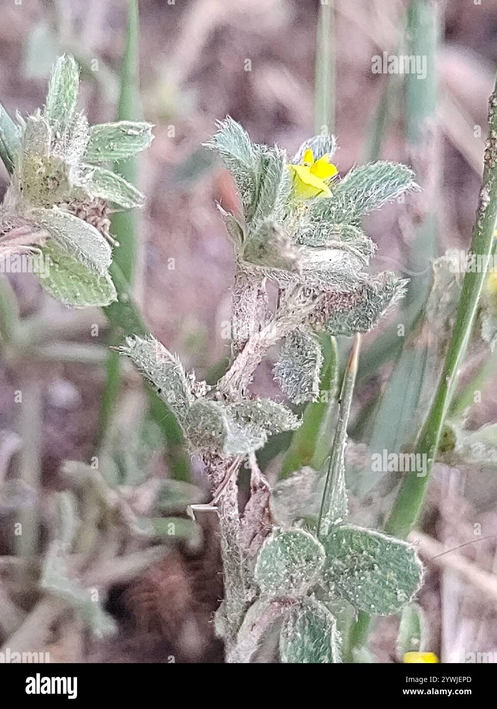 little bur-clover (Medicago minima Stock Photo - Alamy