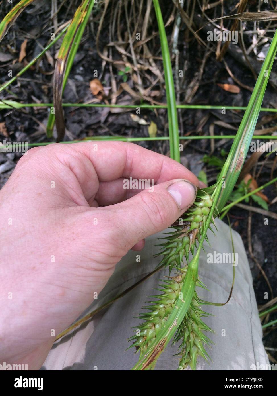hop sedge (Carex lupulina Stock Photo - Alamy