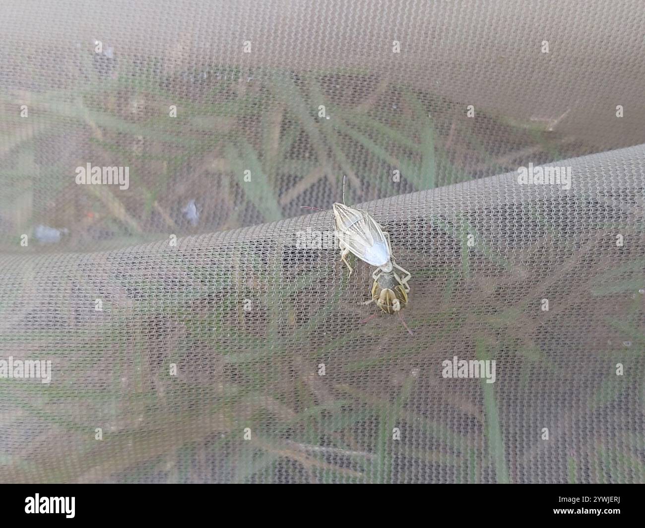 Bishop's Mitre Shield Bug (Aelia acuminata Stock Photo - Alamy