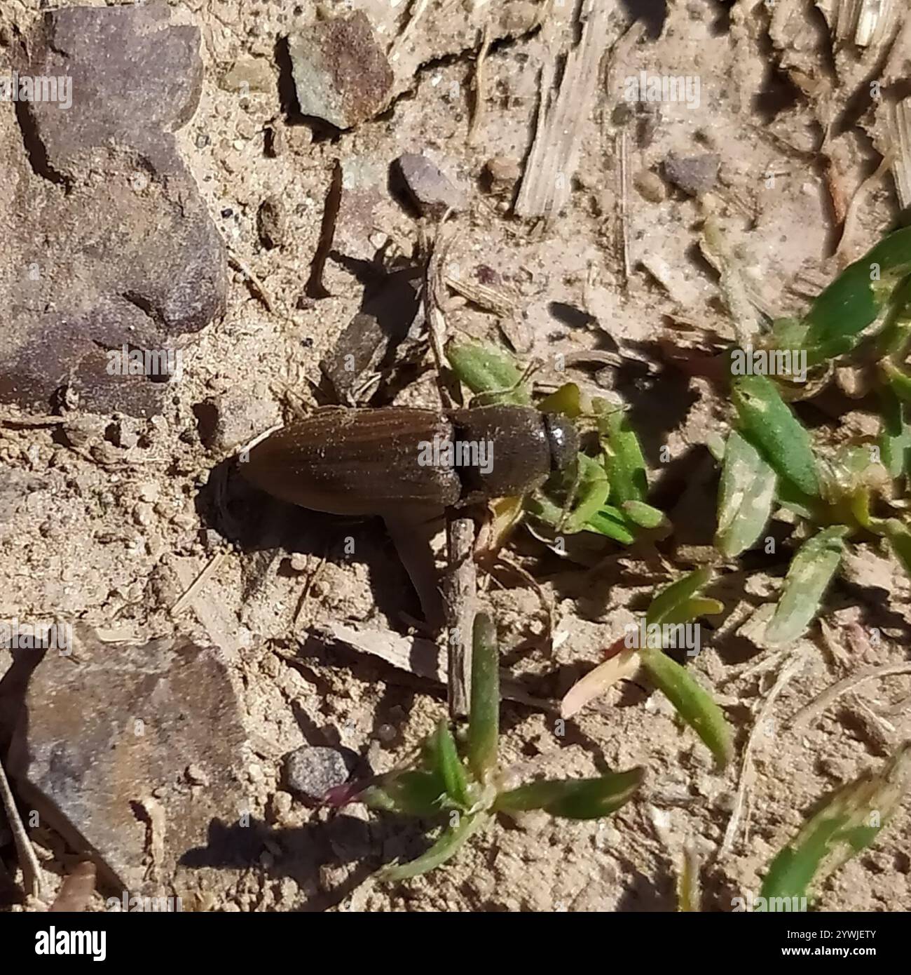 Lined Click Beetle (Agriotes lineatus Stock Photo - Alamy