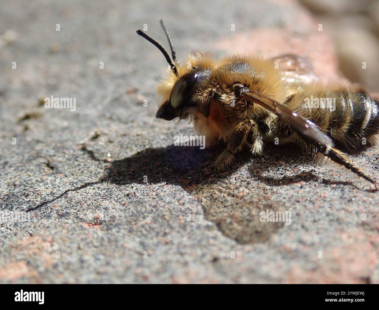 Leafcutter, Mortar, and Resin Bees (Megachile Stock Photo - Alamy