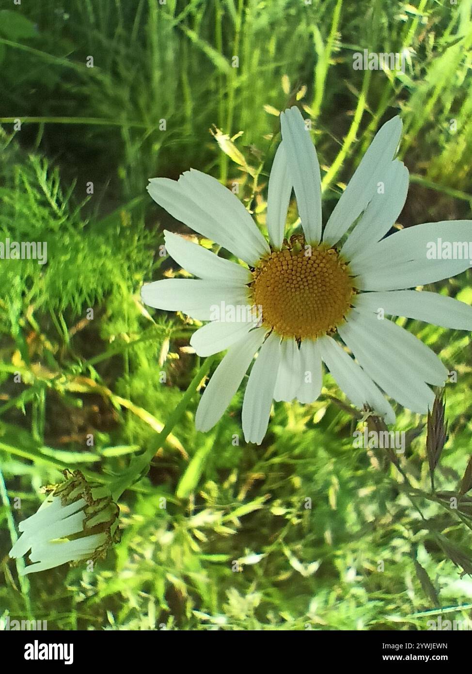 scentless mayweed (Tripleurospermum inodorum Stock Photo - Alamy