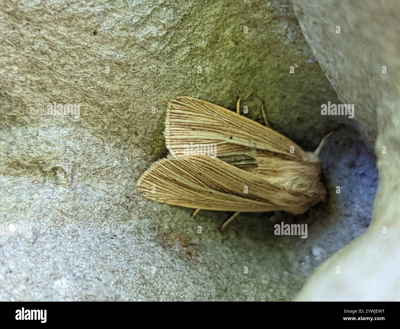 Smoky Wainscot (Mythimna impura Stock Photo - Alamy