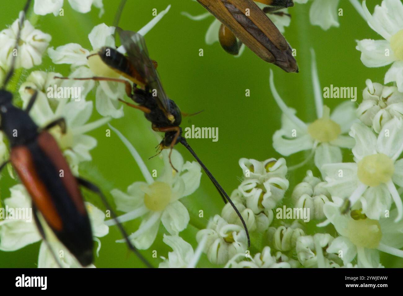 Ichneumonid Wasps (Ichneumonidae Stock Photo - Alamy