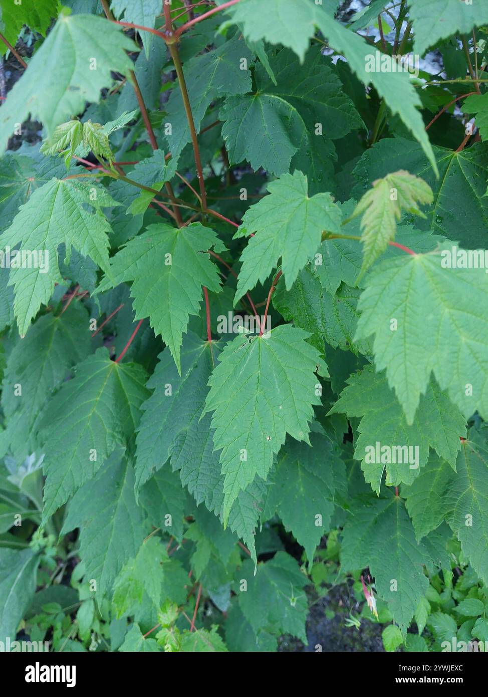 Mountain Maple (Acer spicatum Stock Photo - Alamy