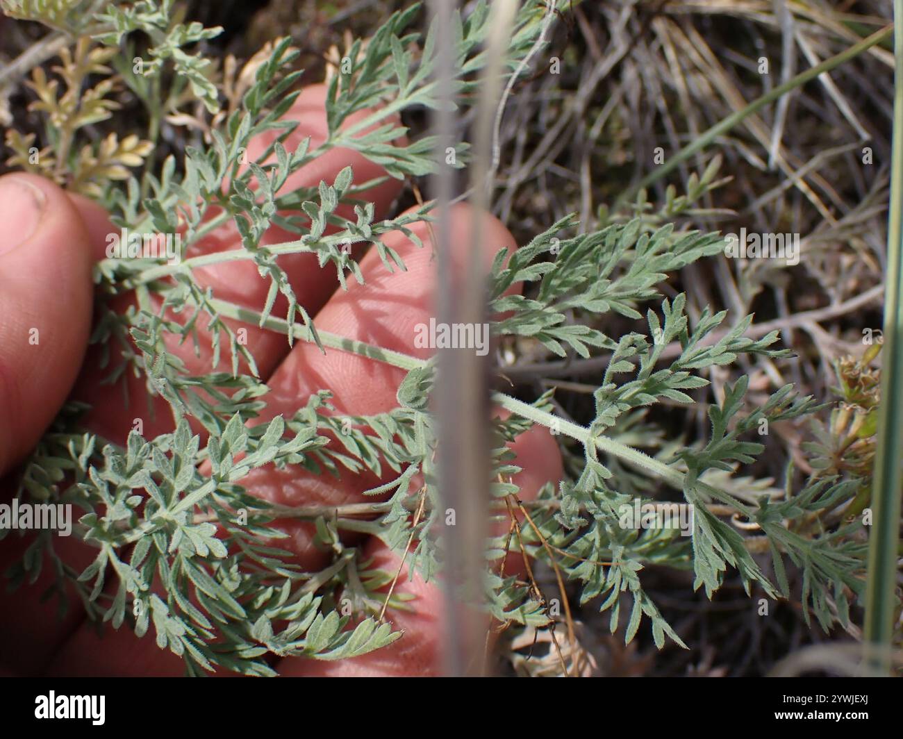 bigseed biscuitroot (Lomatium macrocarpum Stock Photo - Alamy