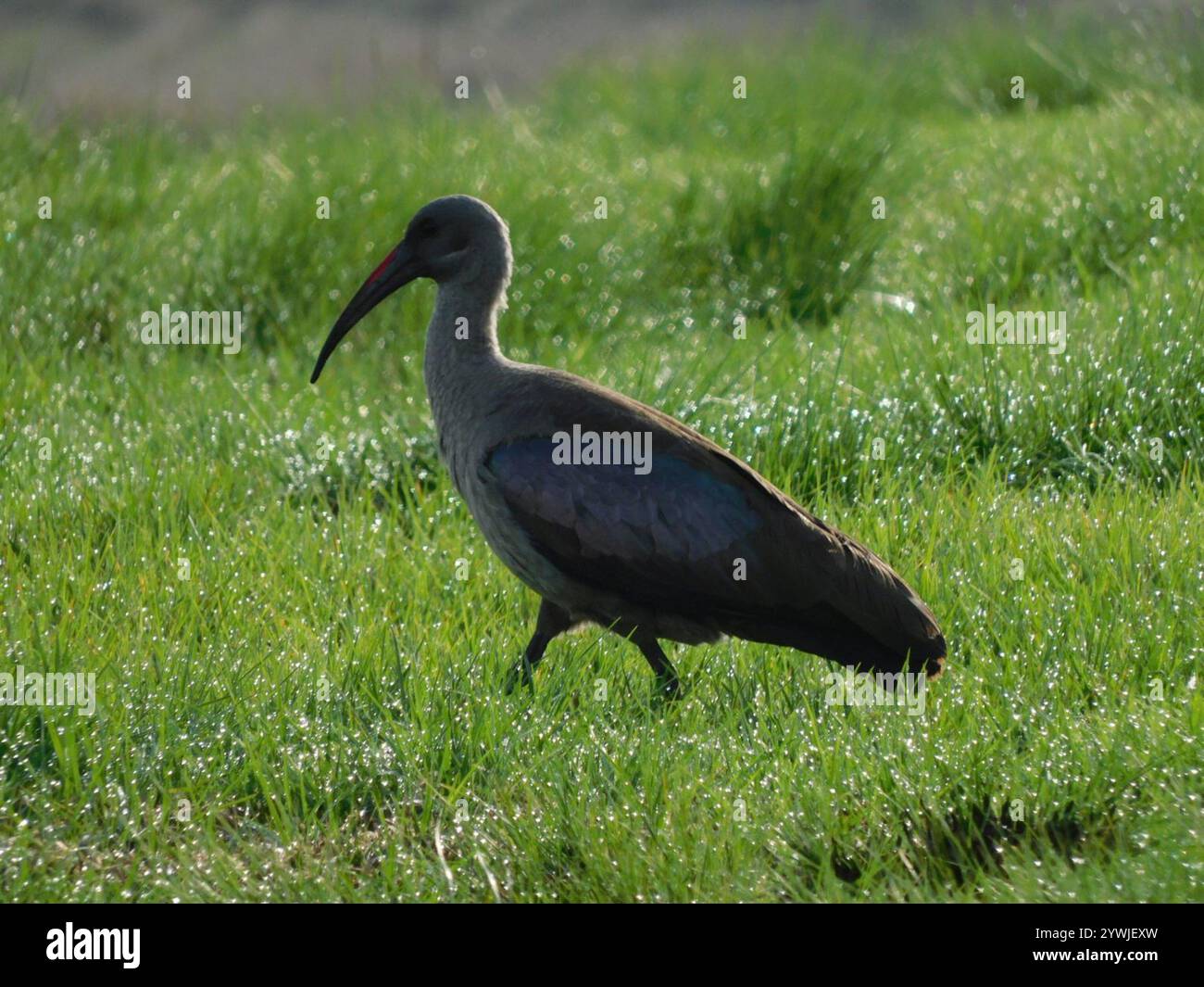 Southern Hadada Ibis (Bostrychia hagedash hagedash Stock Photo - Alamy