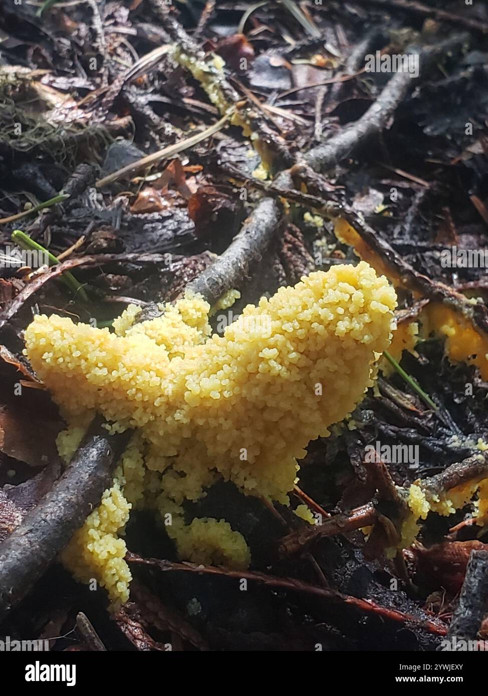 Dog Sick Slime Mould (Didymium spongiosum Stock Photo - Alamy