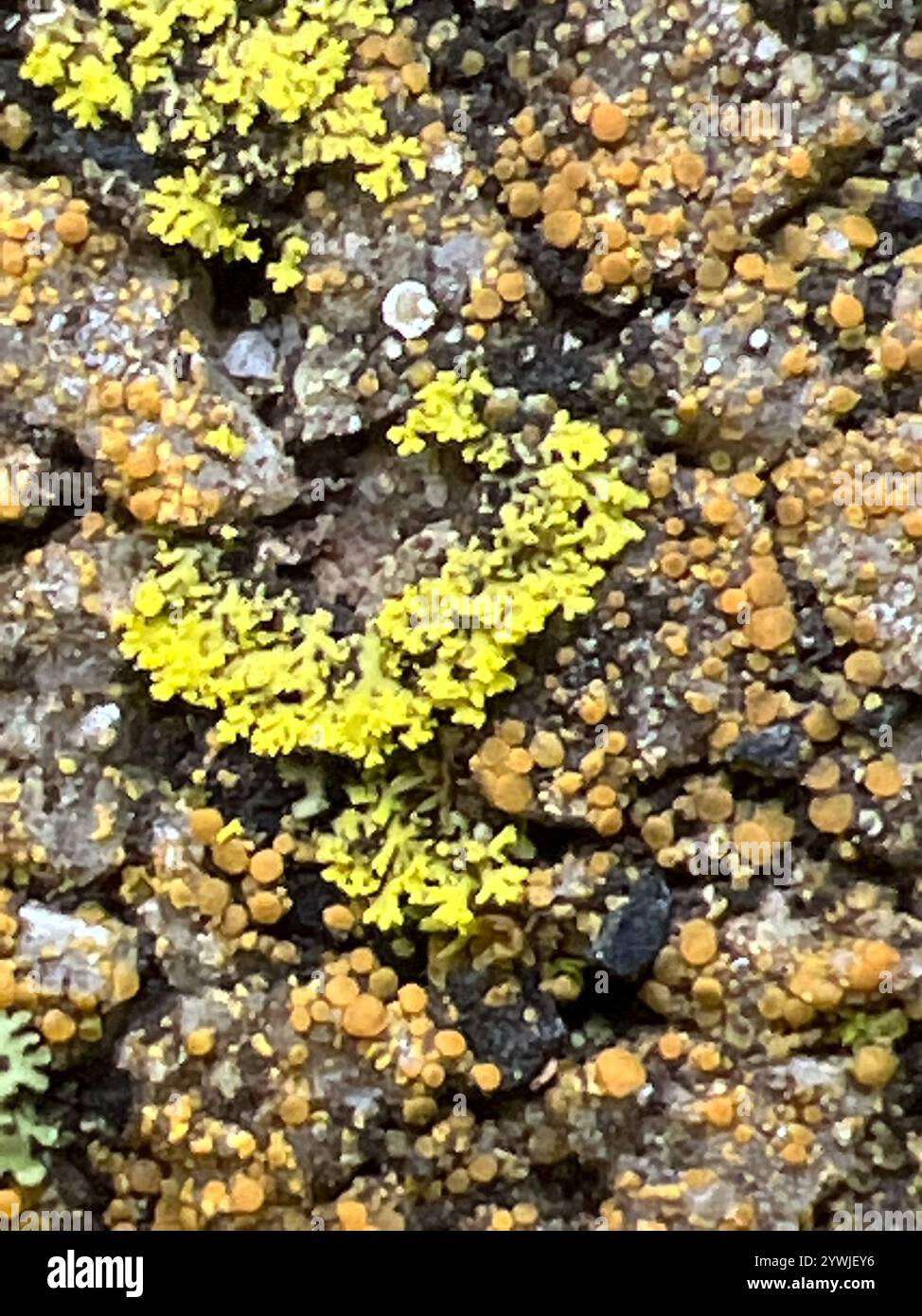 Candleflame Lichen (Candelaria concolor Stock Photo - Alamy