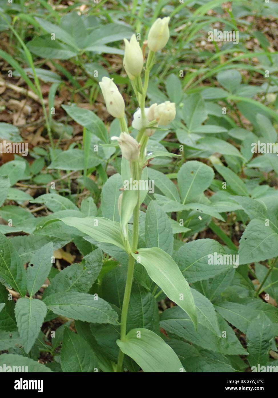 white helleborine (Cephalanthera damasonium Stock Photo - Alamy
