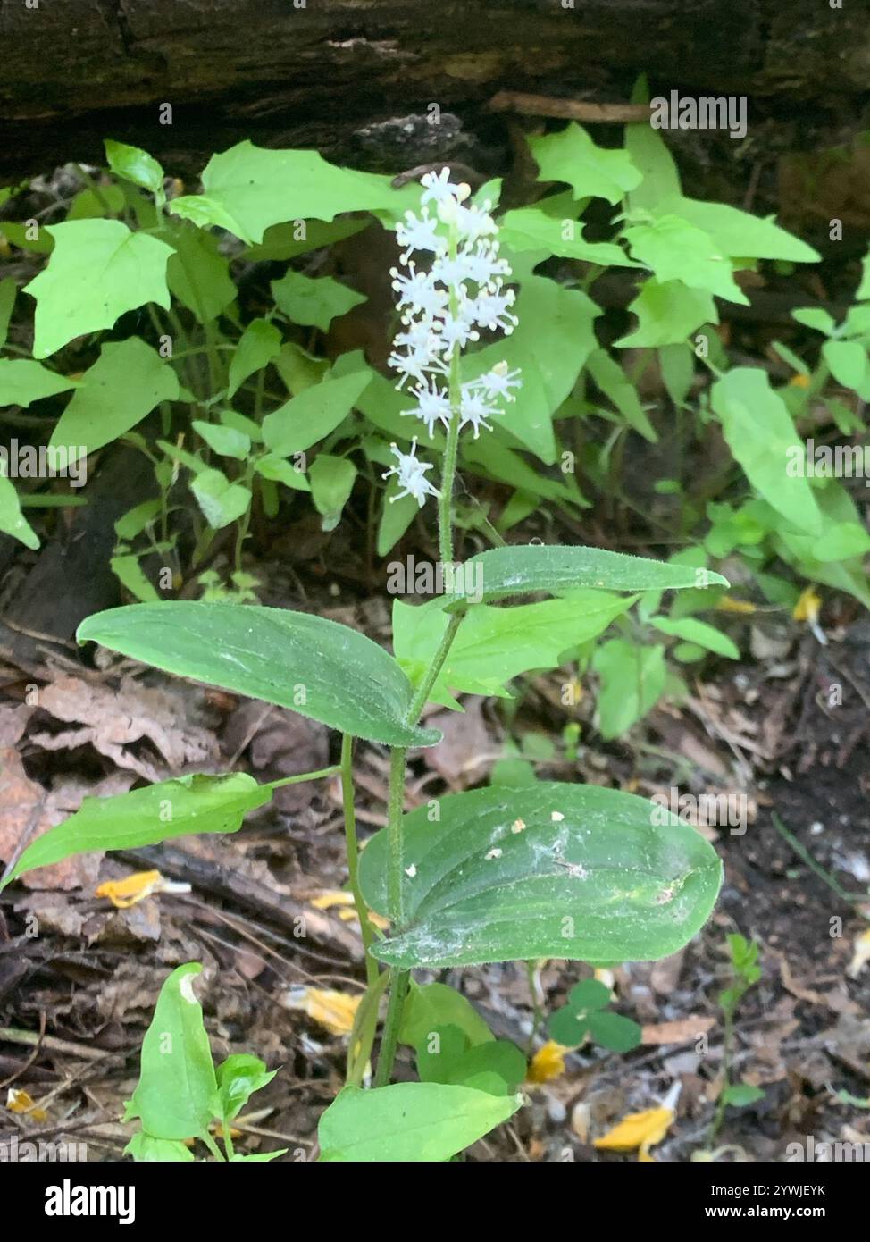 Canada mayflower (Maianthemum canadense Stock Photo - Alamy