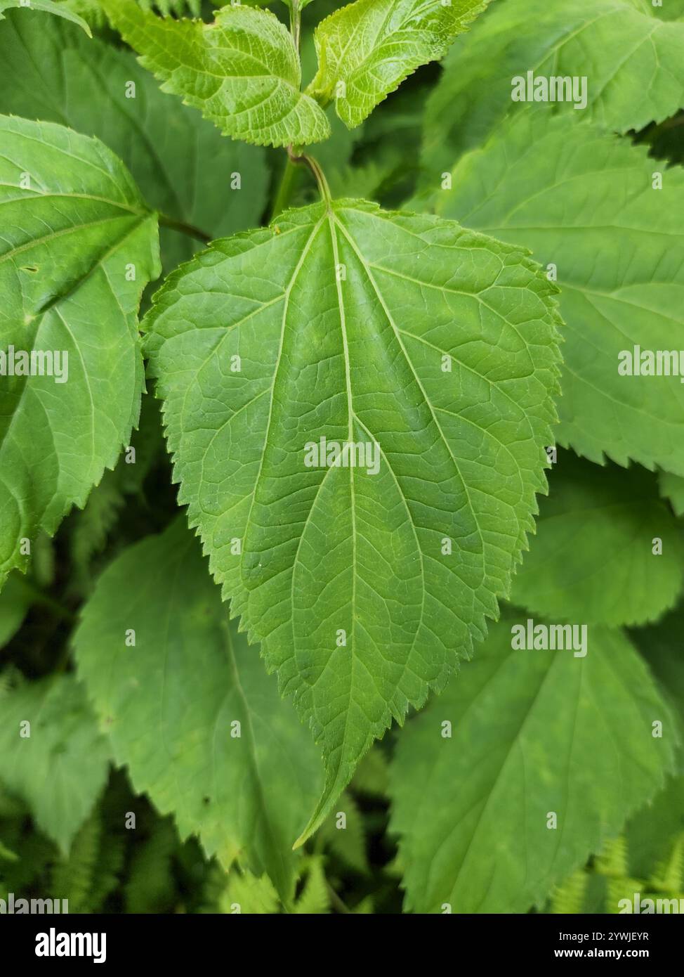 wood nettle (Laportea canadensis Stock Photo - Alamy