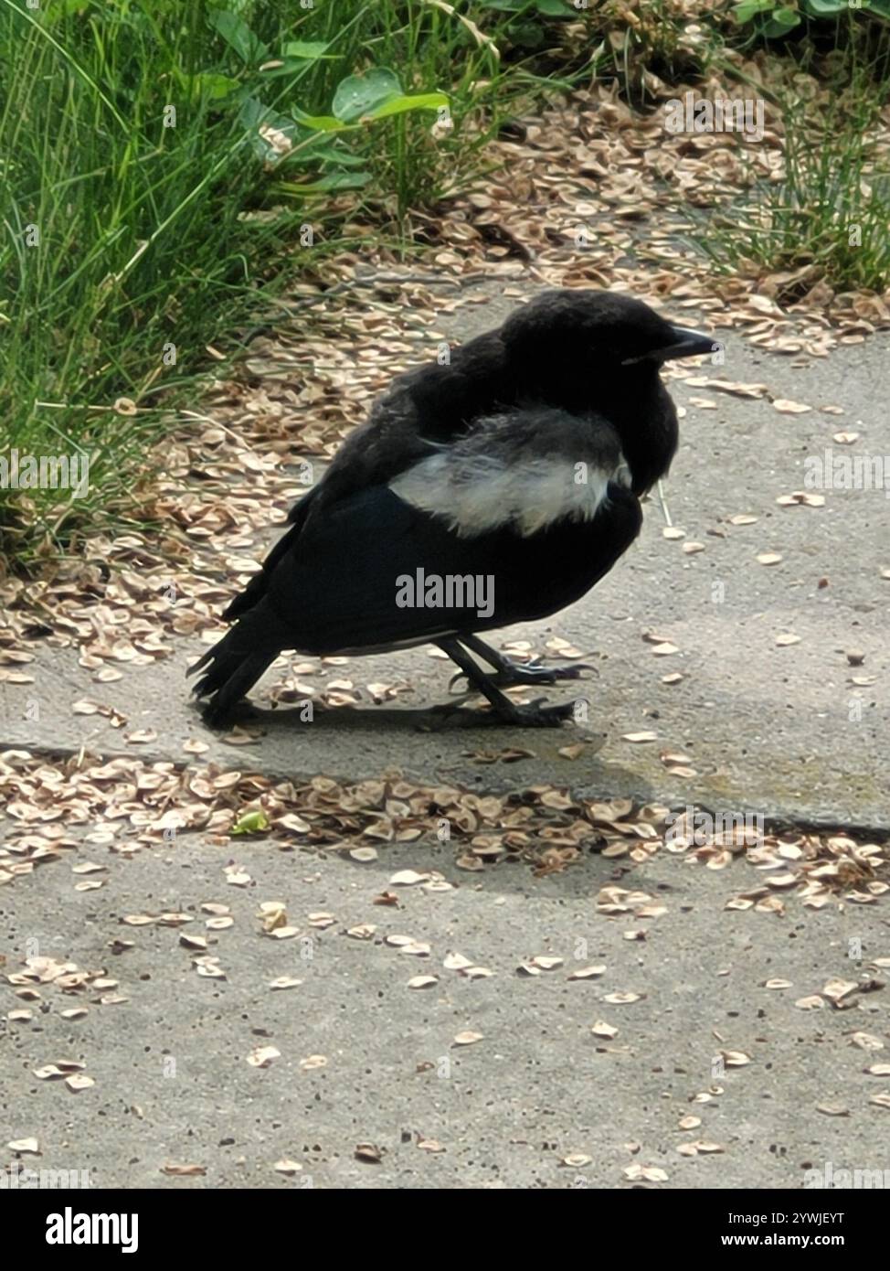 Black-billed Magpie (Pica hudsonia Stock Photo - Alamy