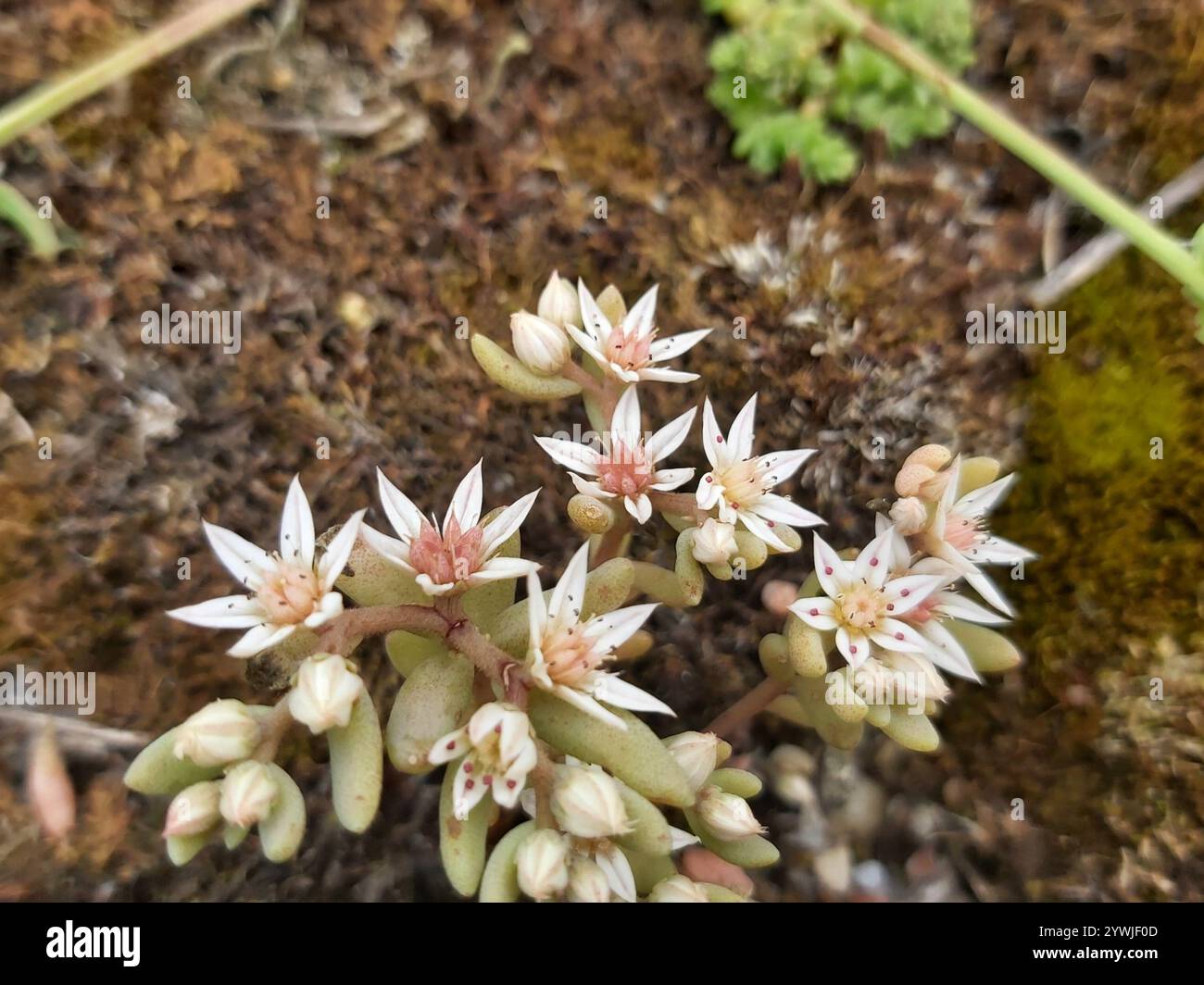 Spanish Stonecrop (Sedum hispanicum Stock Photo - Alamy
