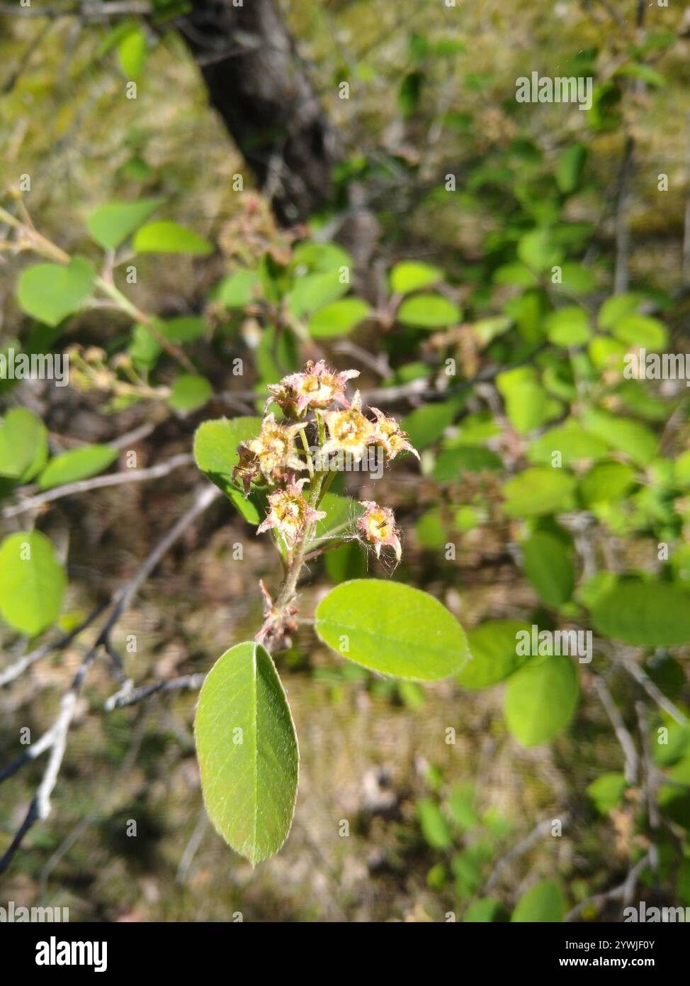 Dwarf Serviceberry (Amelanchier × spicata Stock Photo - Alamy