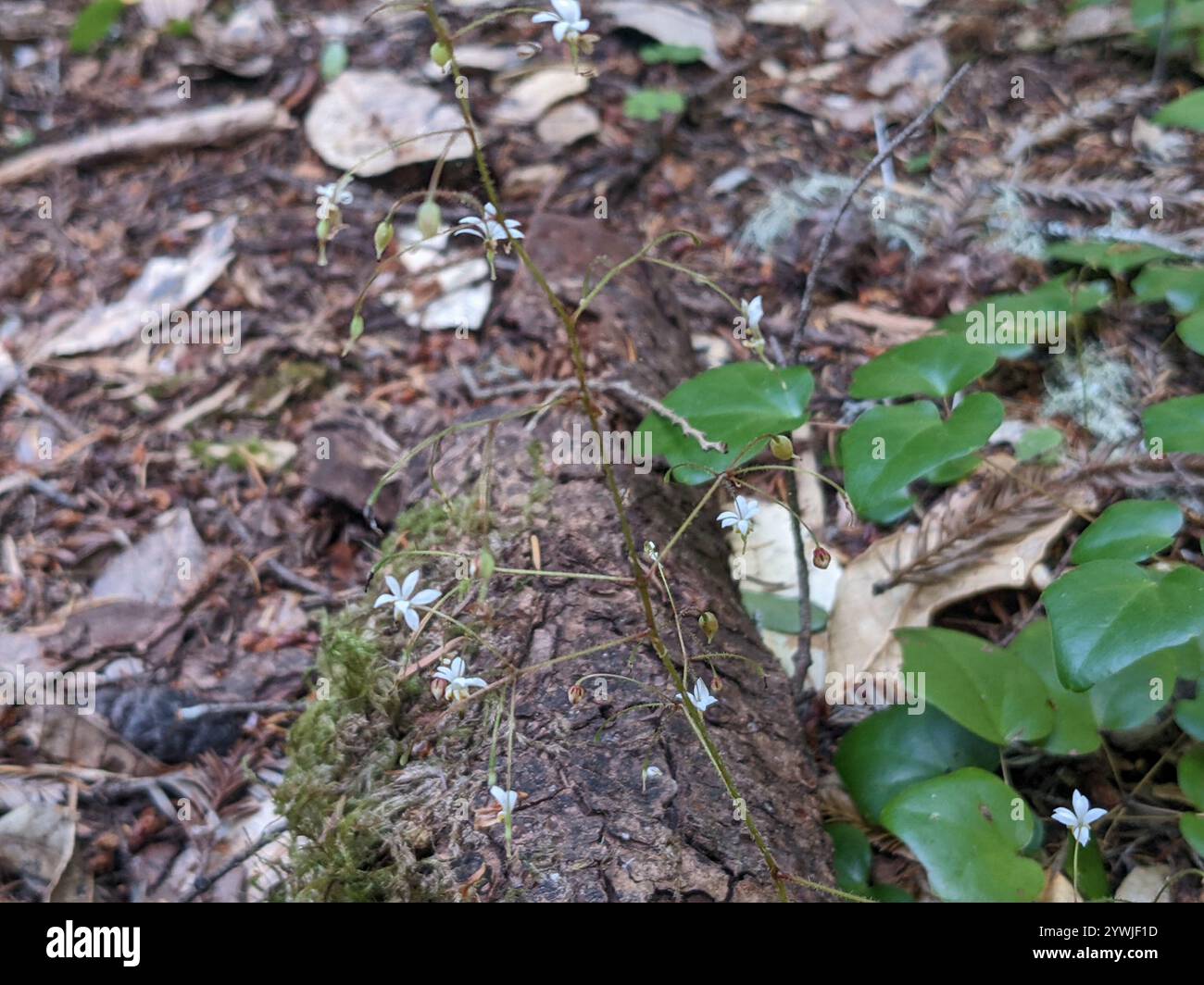 redwood inside-out flower (Vancouveria planipetala Stock Photo - Alamy