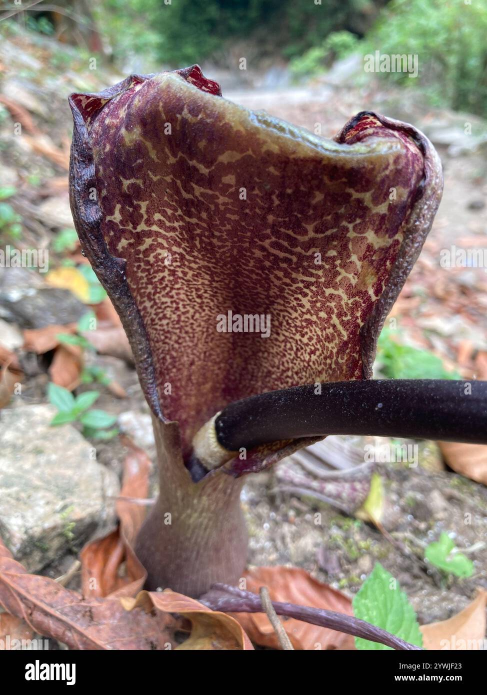 Voodoo Lily (Sauromatum venosum Stock Photo - Alamy Voodoo Lily (Sauromatum venosum Stock Photo - Alamy