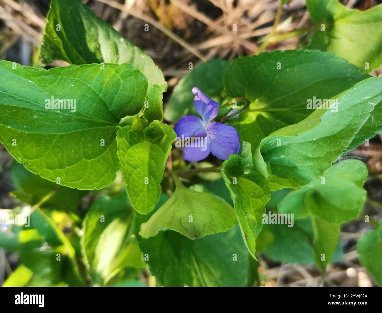 Heath Dog-Violet (Viola canina Stock Photo - Alamy