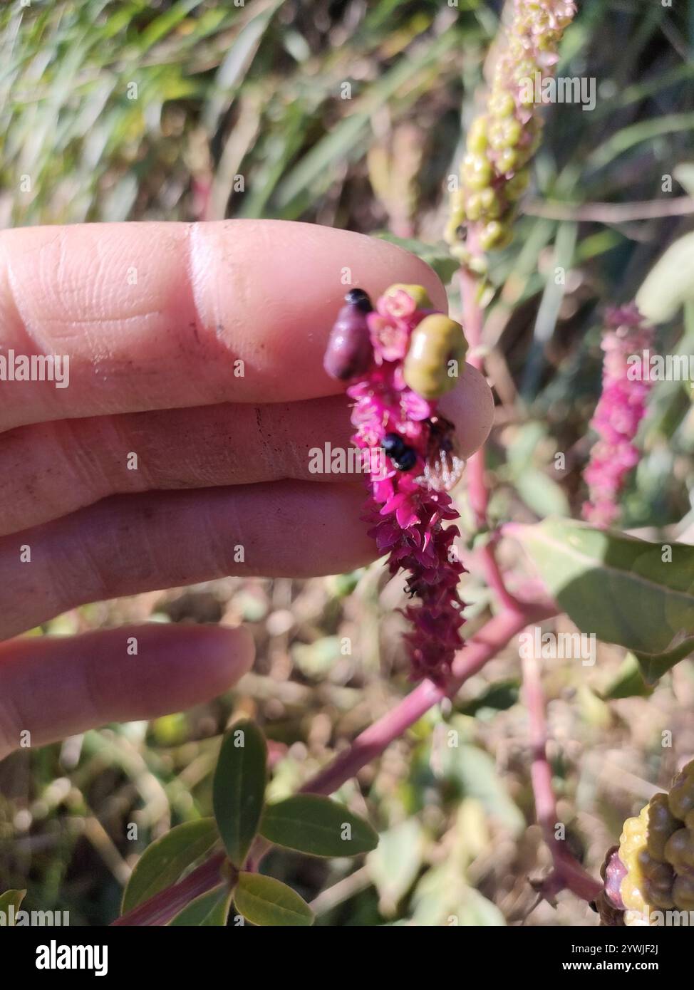 Inkweed (Phytolacca octandra Stock Photo - Alamy
