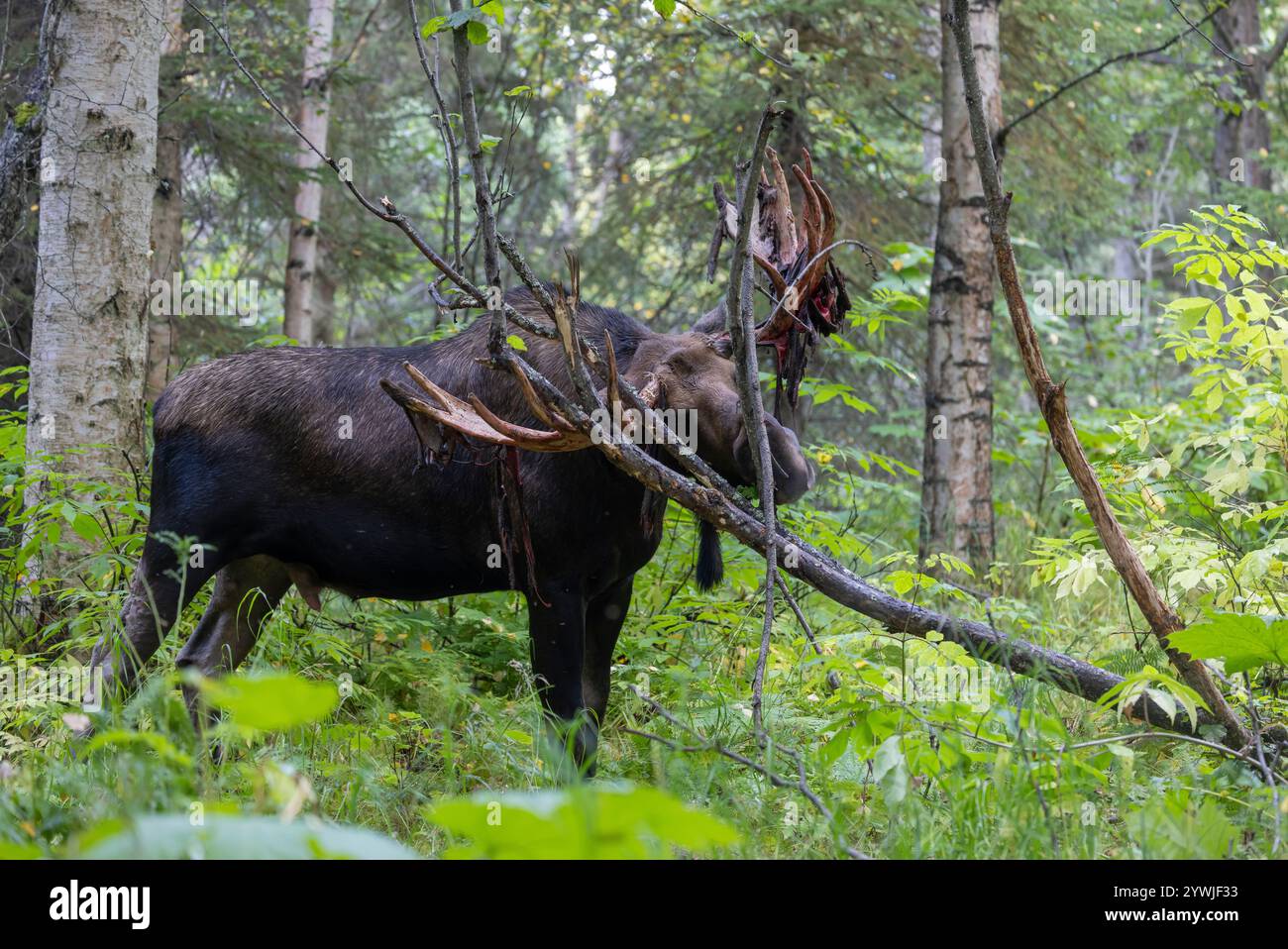 Alaska Yukon Bull Moose in Early Autumn in Alaska Stock Photo - Alamy