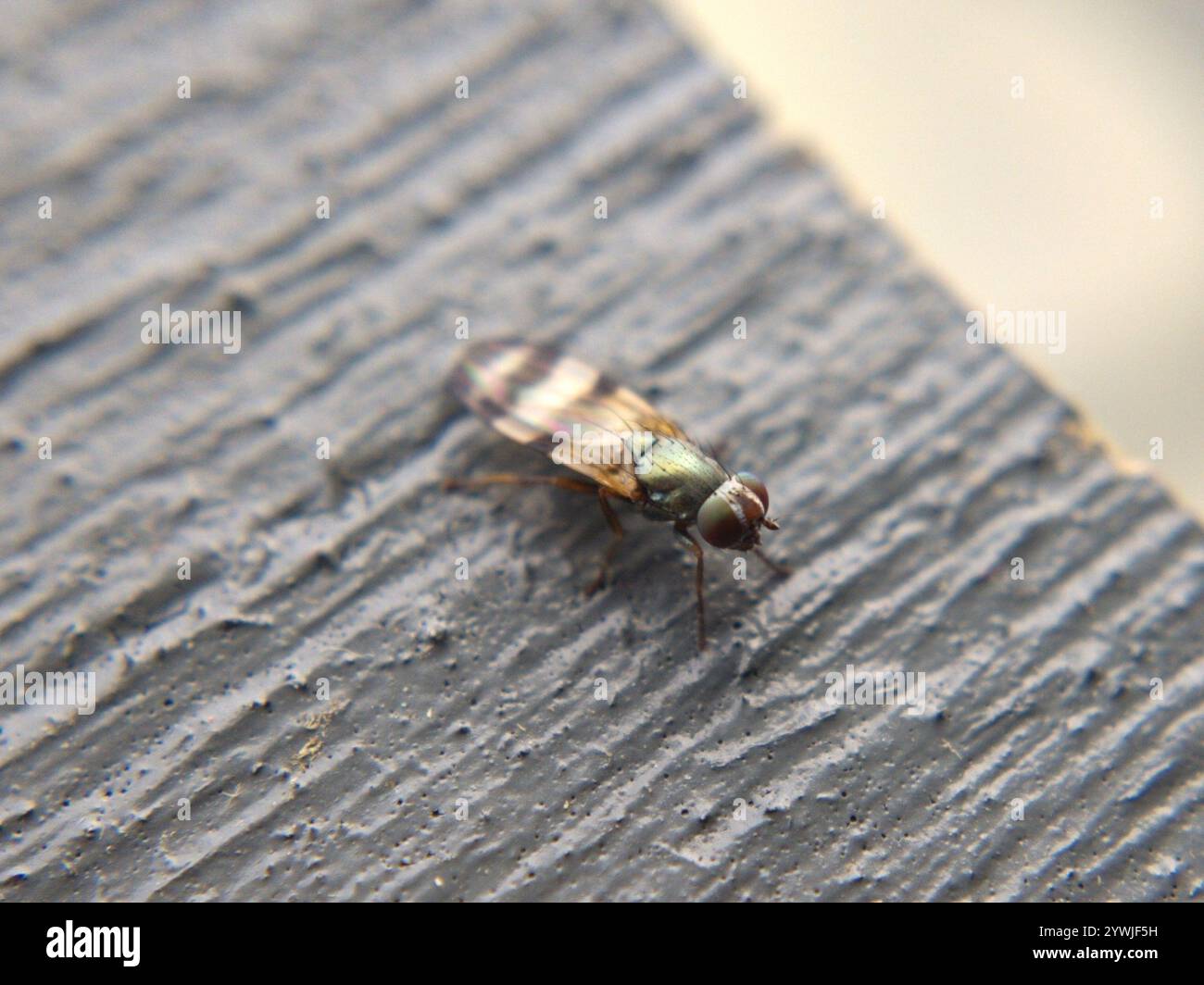 Banded-wing Flies (Chaetopsis Stock Photo - Alamy