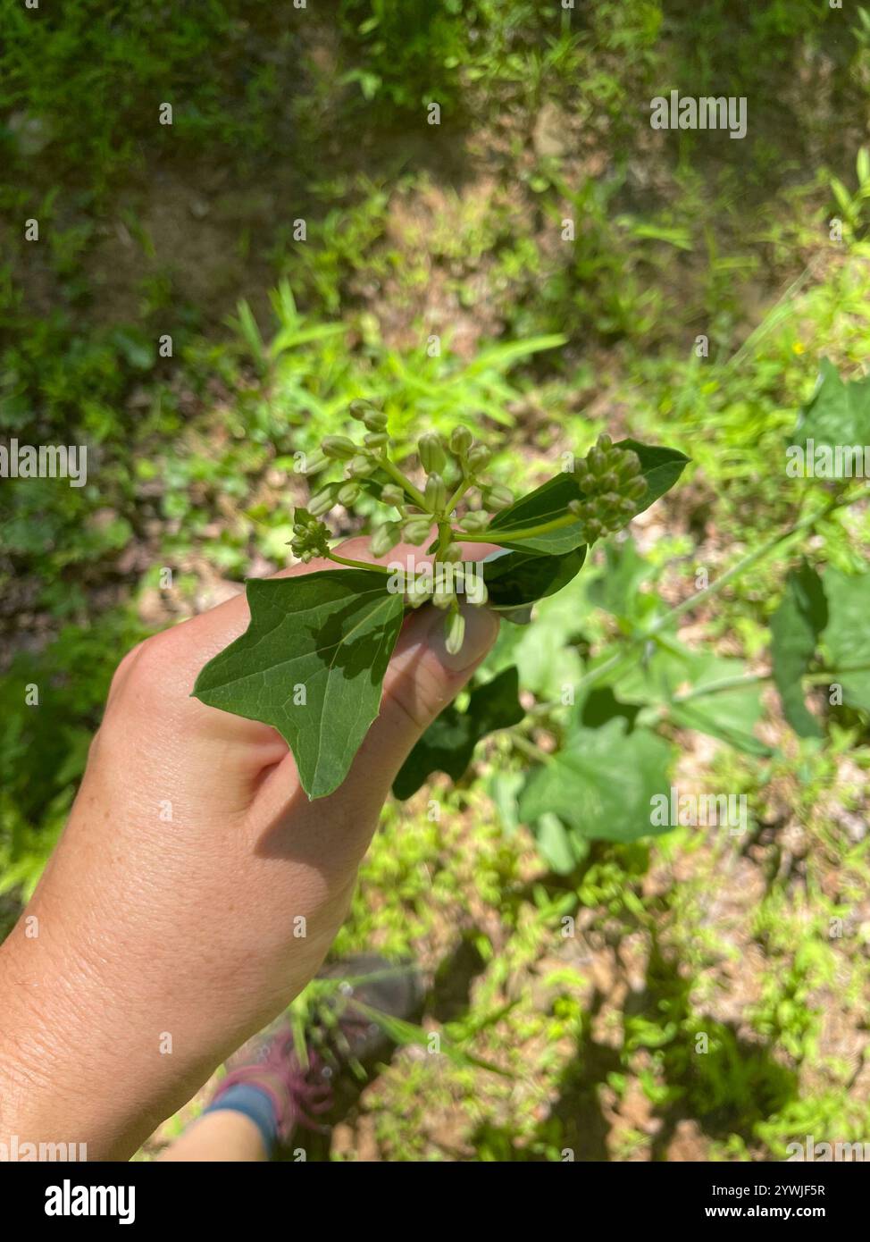pale Indian plantain (Arnoglossum atriplicifolium Stock Photo - Alamy