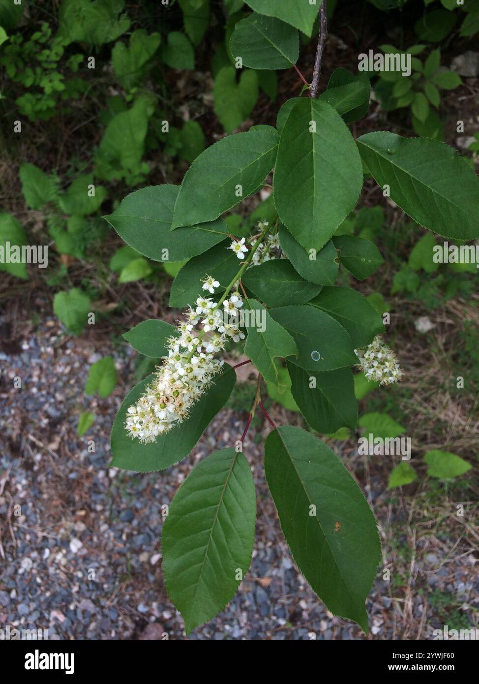 chokecherry (Prunus virginiana Stock Photo - Alamy