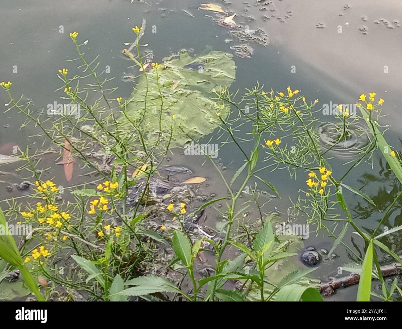 Amphibious Yellowcress (Rorippa amphibia Stock Photo - Alamy