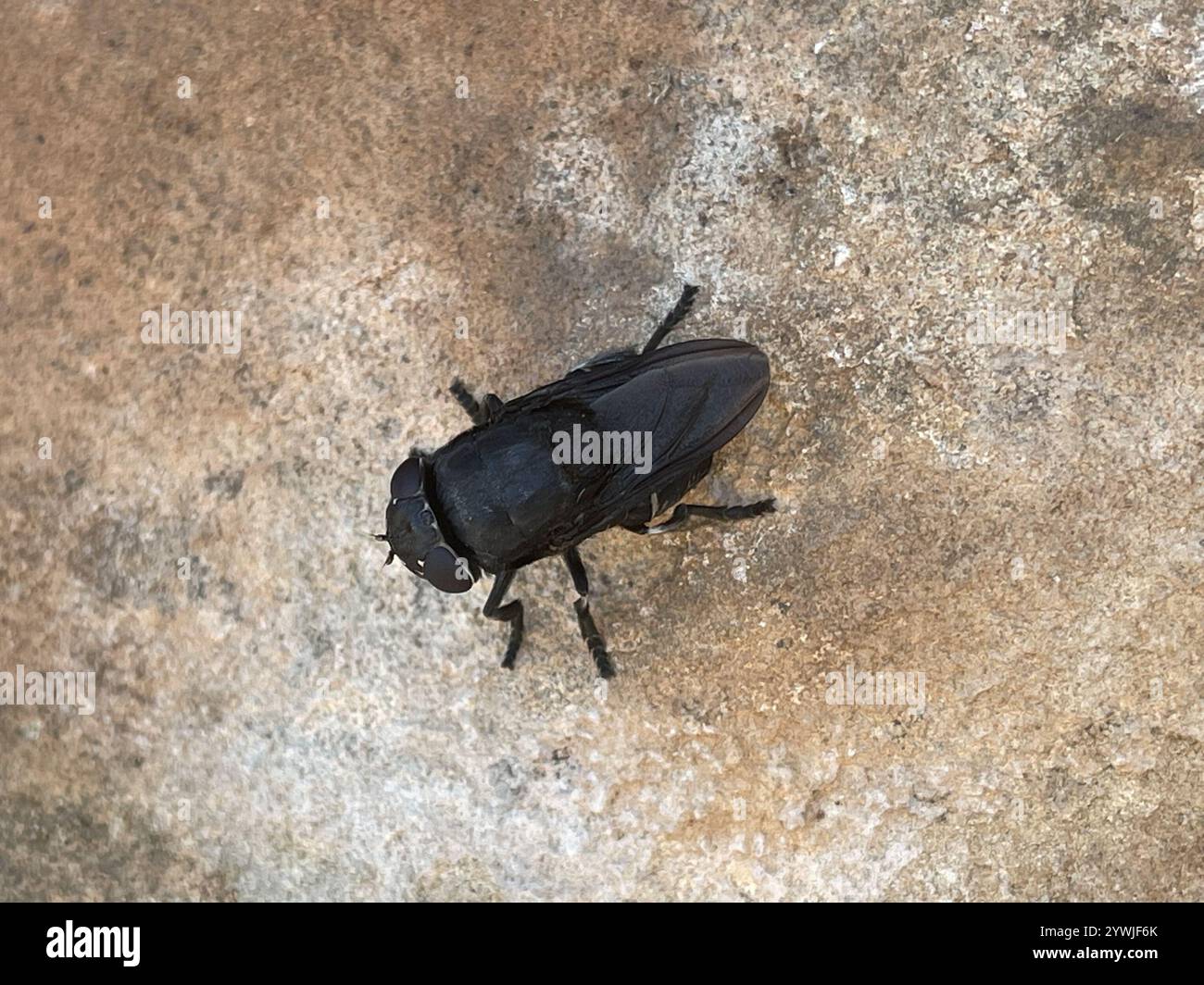 Bot flies hi-res stock photography and images - Alamy