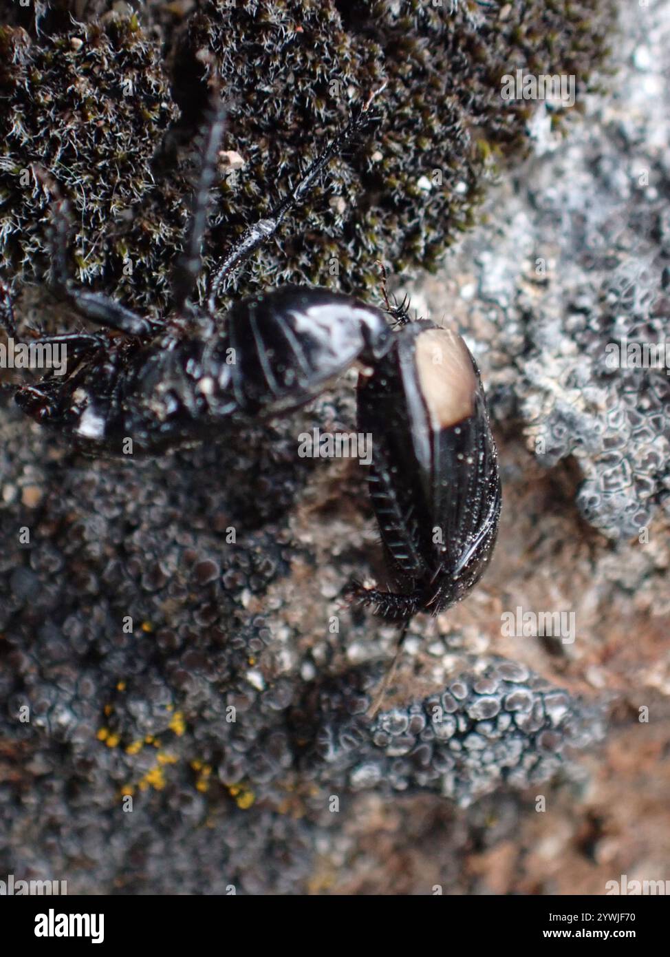 Two-lined Burrowing Bug (Pangaeus bilineatus Stock Photo - Alamy