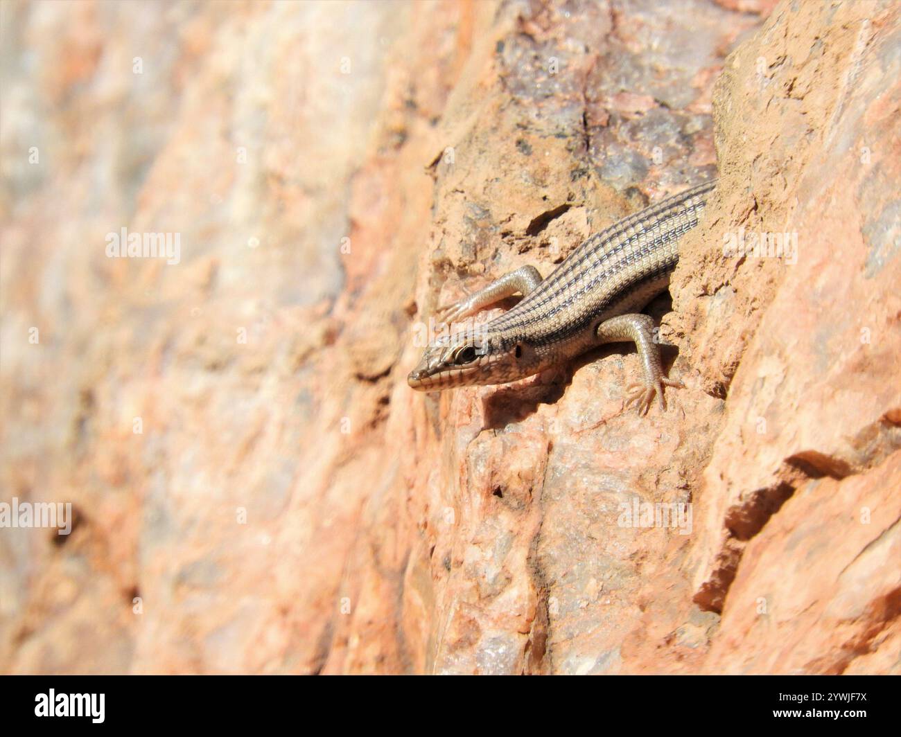 Western Rock Skink (Trachylepis sulcata Stock Photo - Alamy