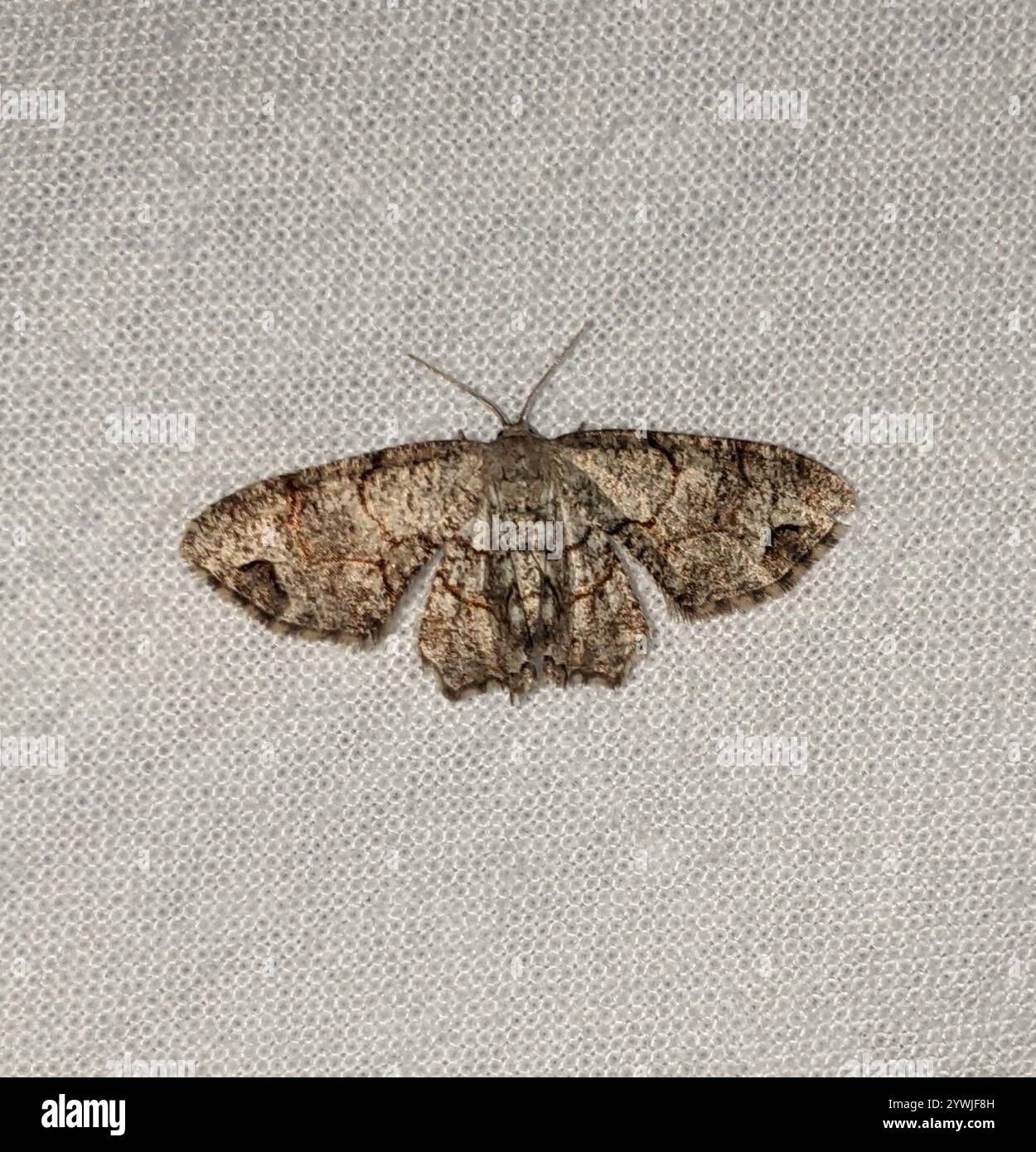 Callizzia amorata hi-res stock photography and images - Alamy