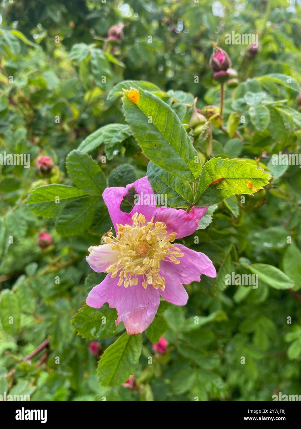 Nootka rose (Rosa nutkana Stock Photo - Alamy