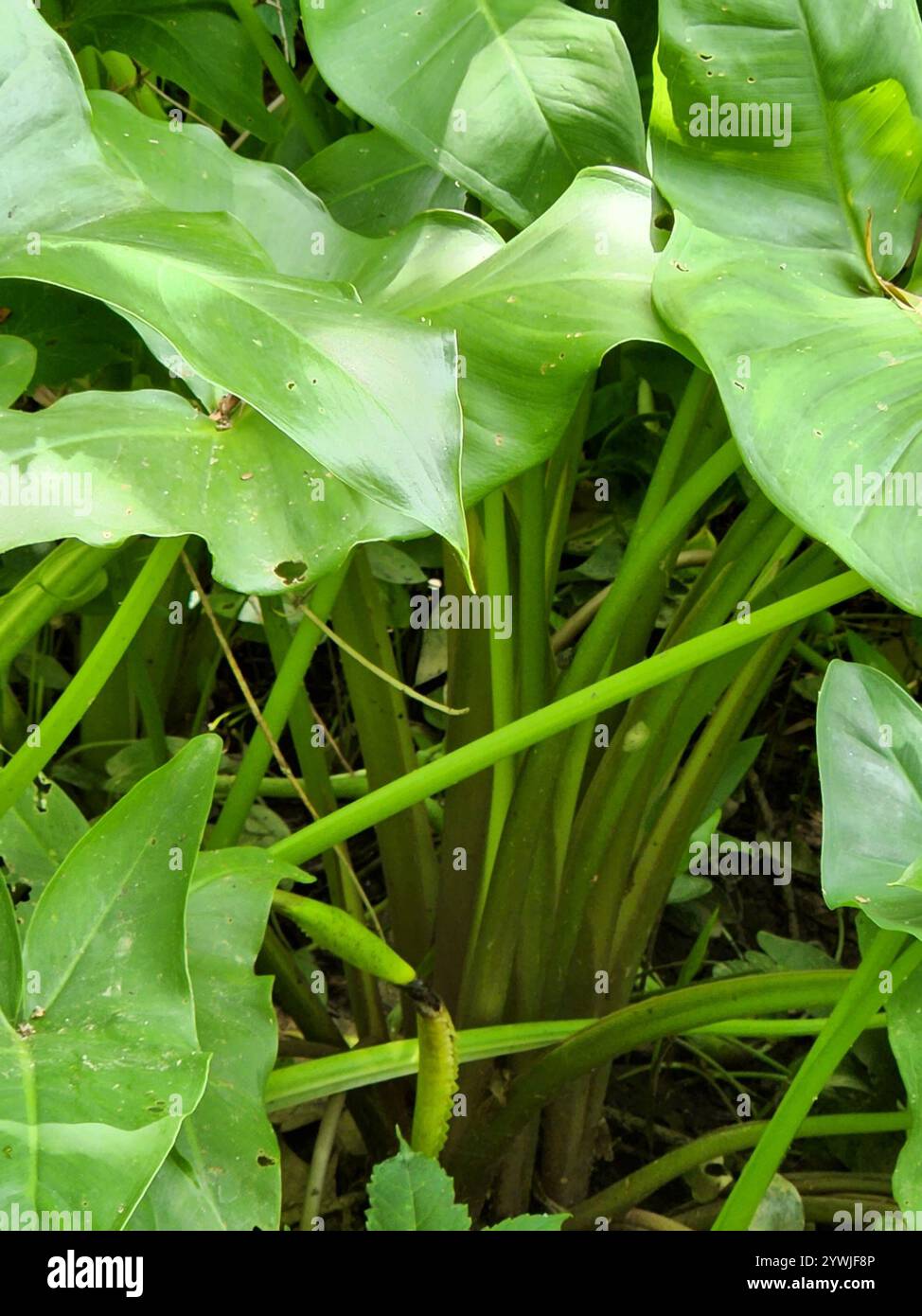 Green Arrow Arum (Peltandra virginica Stock Photo - Alamy