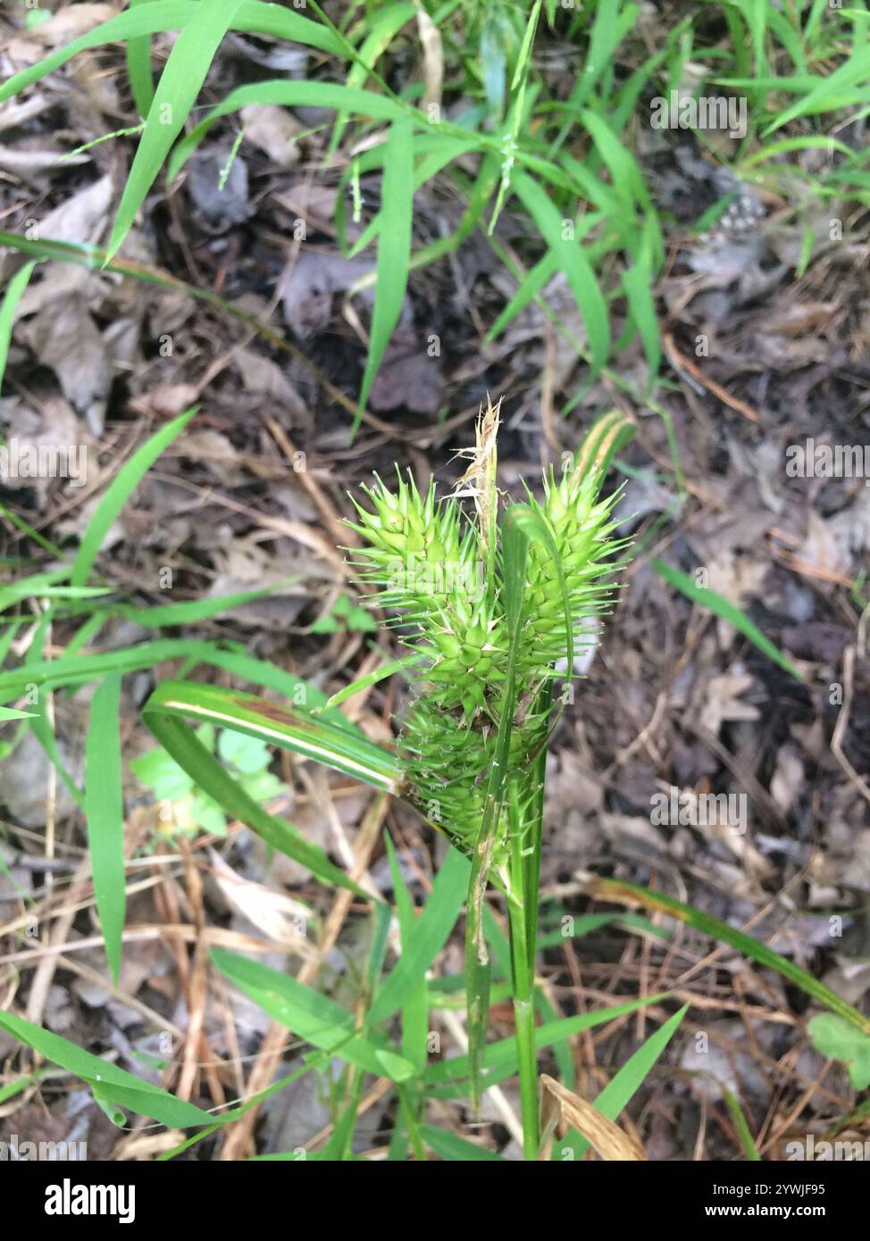hop sedge (Carex lupulina Stock Photo - Alamy
