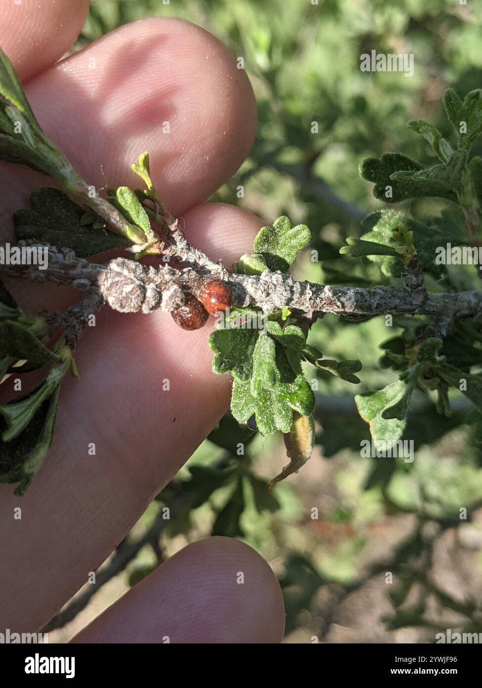 European Fruit Scale (Parthenolecanium corni Stock Photo - Alamy