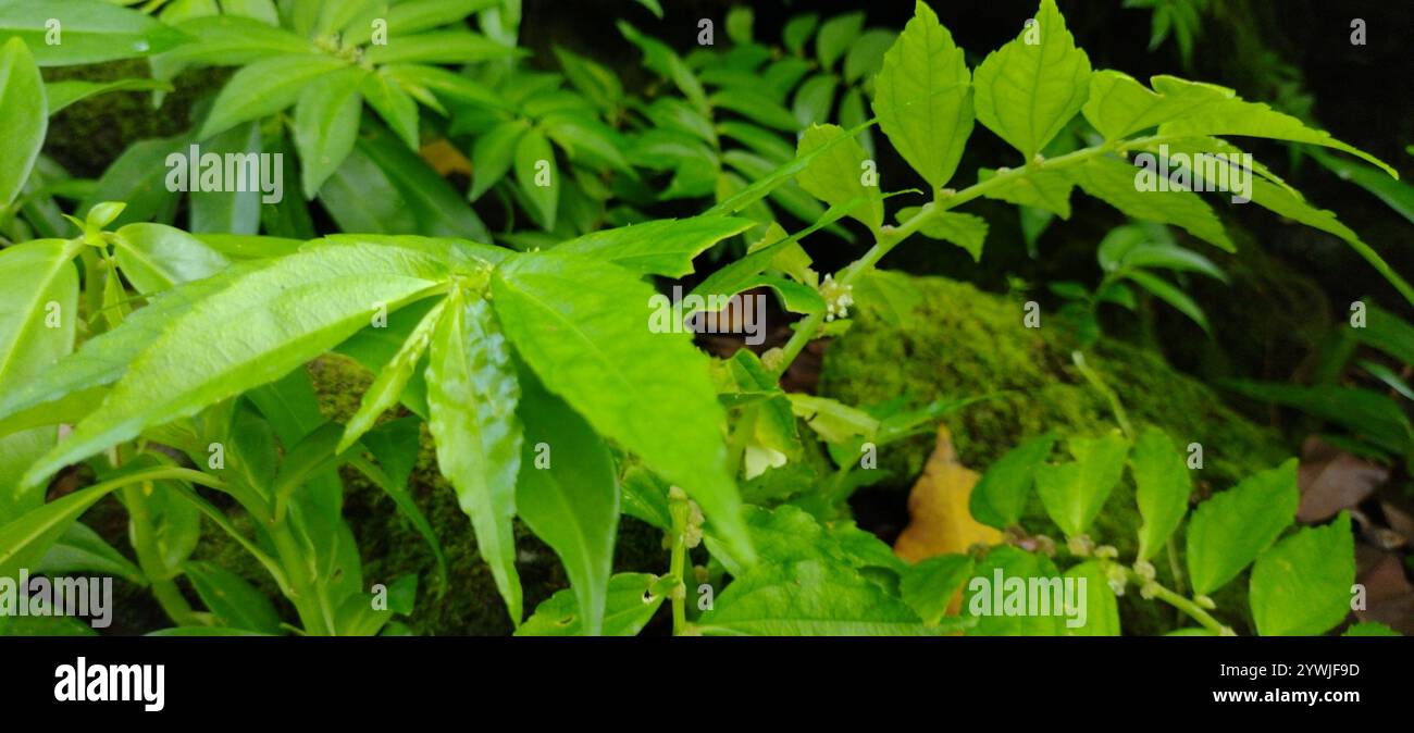 nettle family (Urticaceae Stock Photo - Alamy